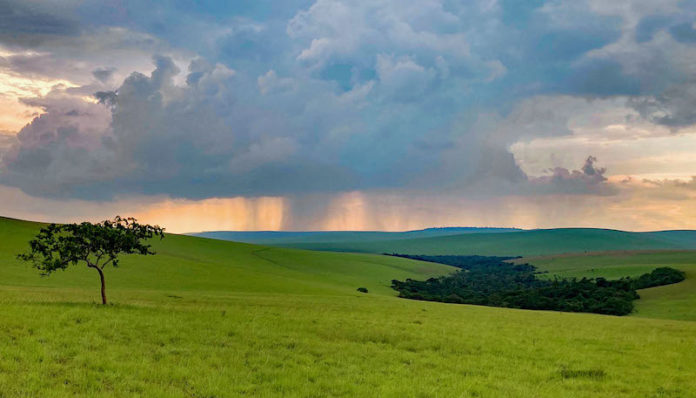 Congo. Une forêt de 40 000 ha d’acacias à vocation écologique et agro ...