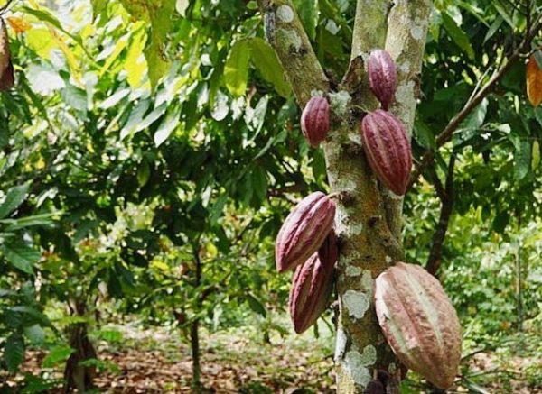 La filière cacao d’Afrique centrale dominée par le Cameroun. 1/2